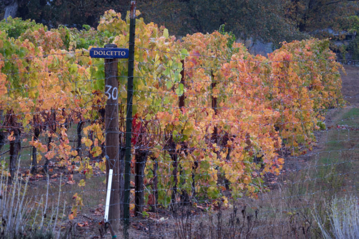 Dolcetto, the Casually Serious Italian Table Wine of Choice – Last ...